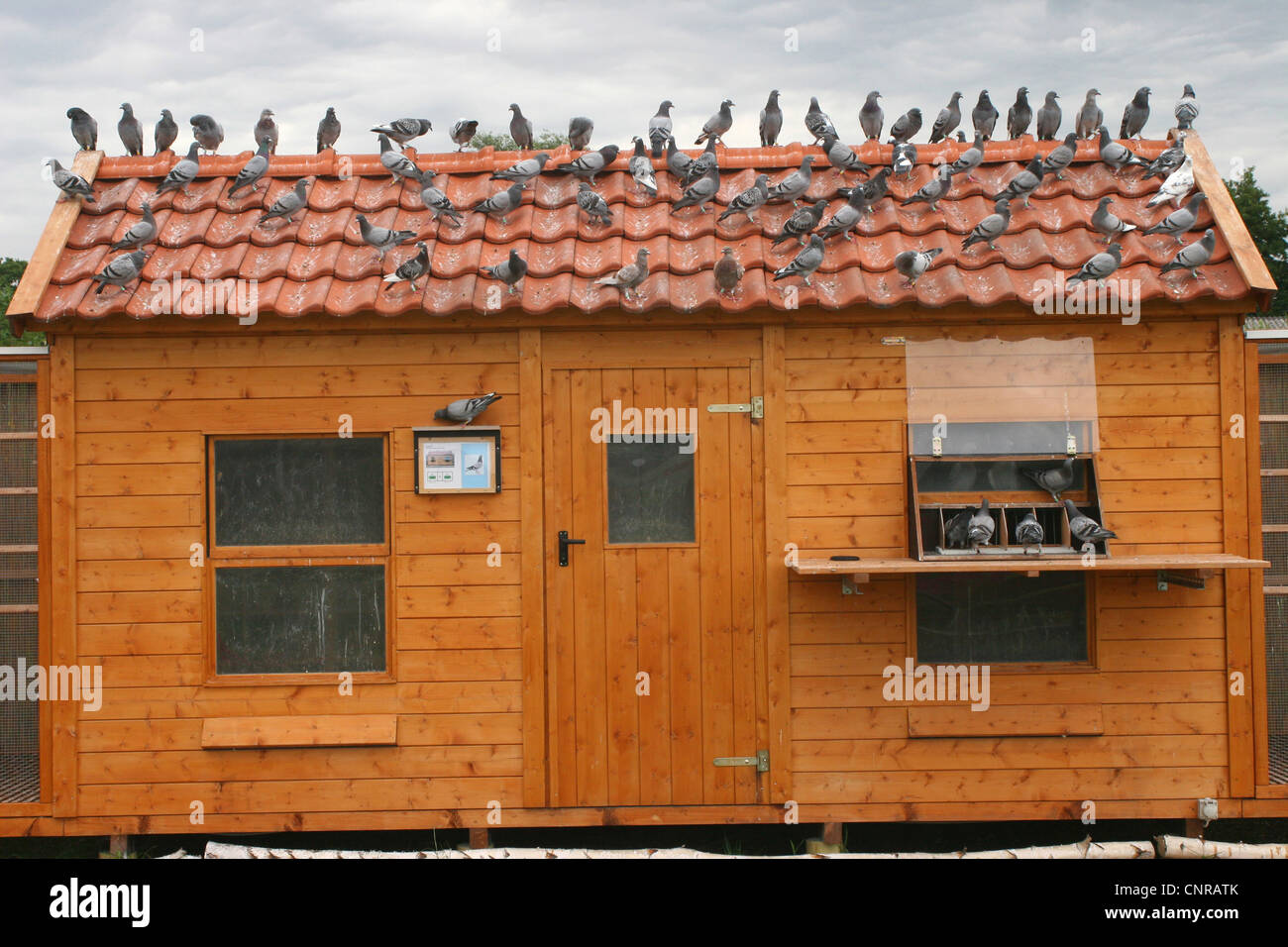 Brieftaube (Columba Livia F. Domestica), Tauben mit Brieftauben auf dem ...