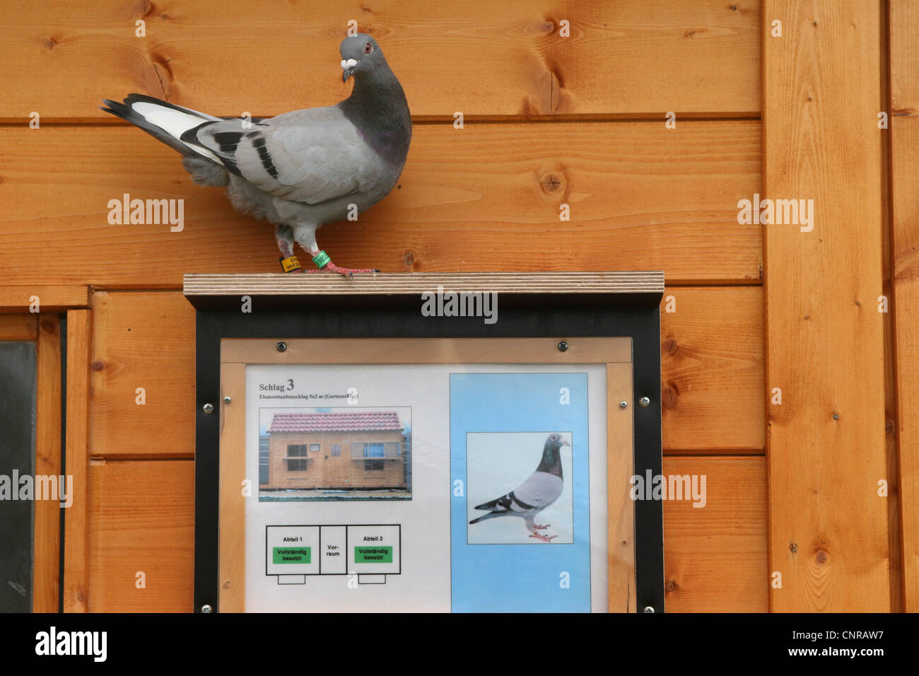 Brieftaube columba livia f domestica -Fotos und -Bildmaterial in hoher ...