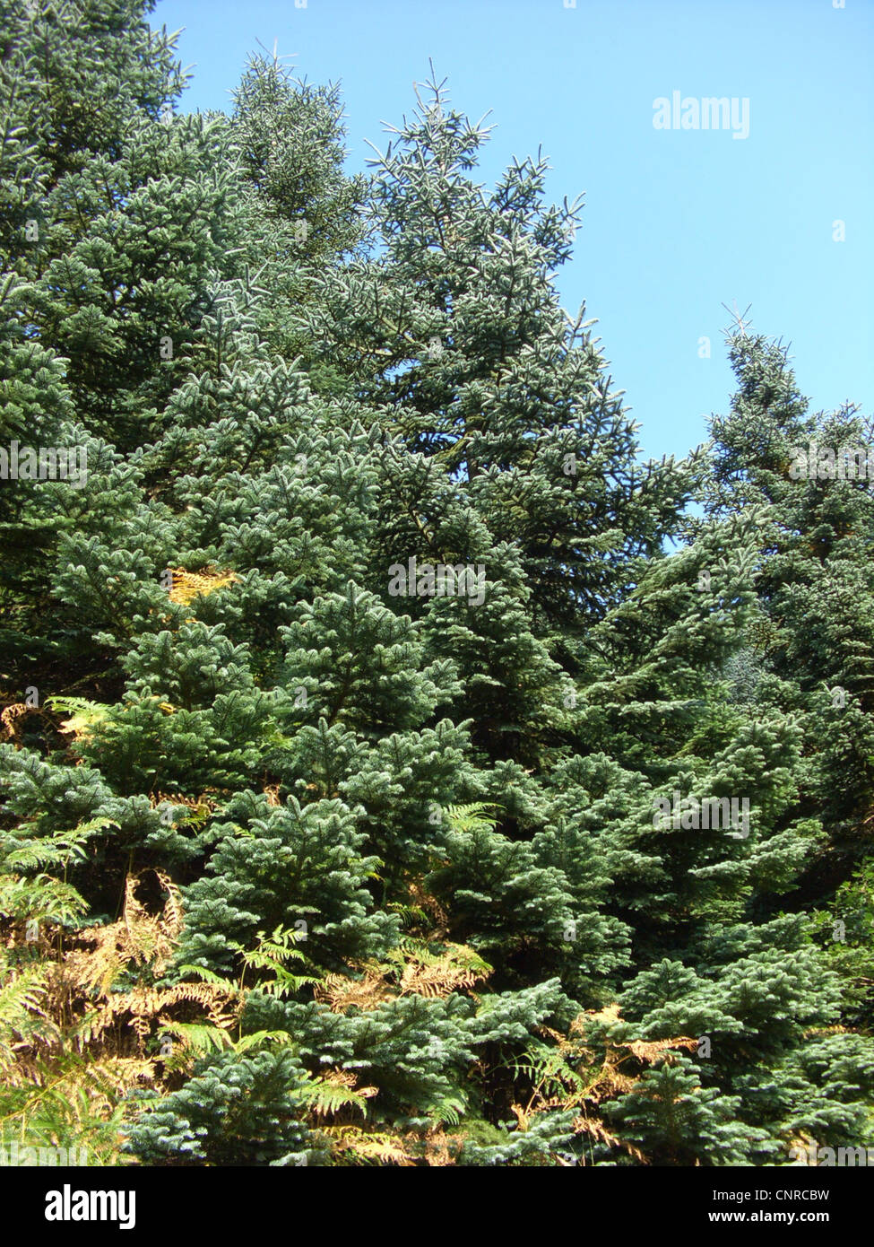Weißtanne, Colorado-Tanne (Abies Concolor), Gruppe Stockfotografie - Alamy