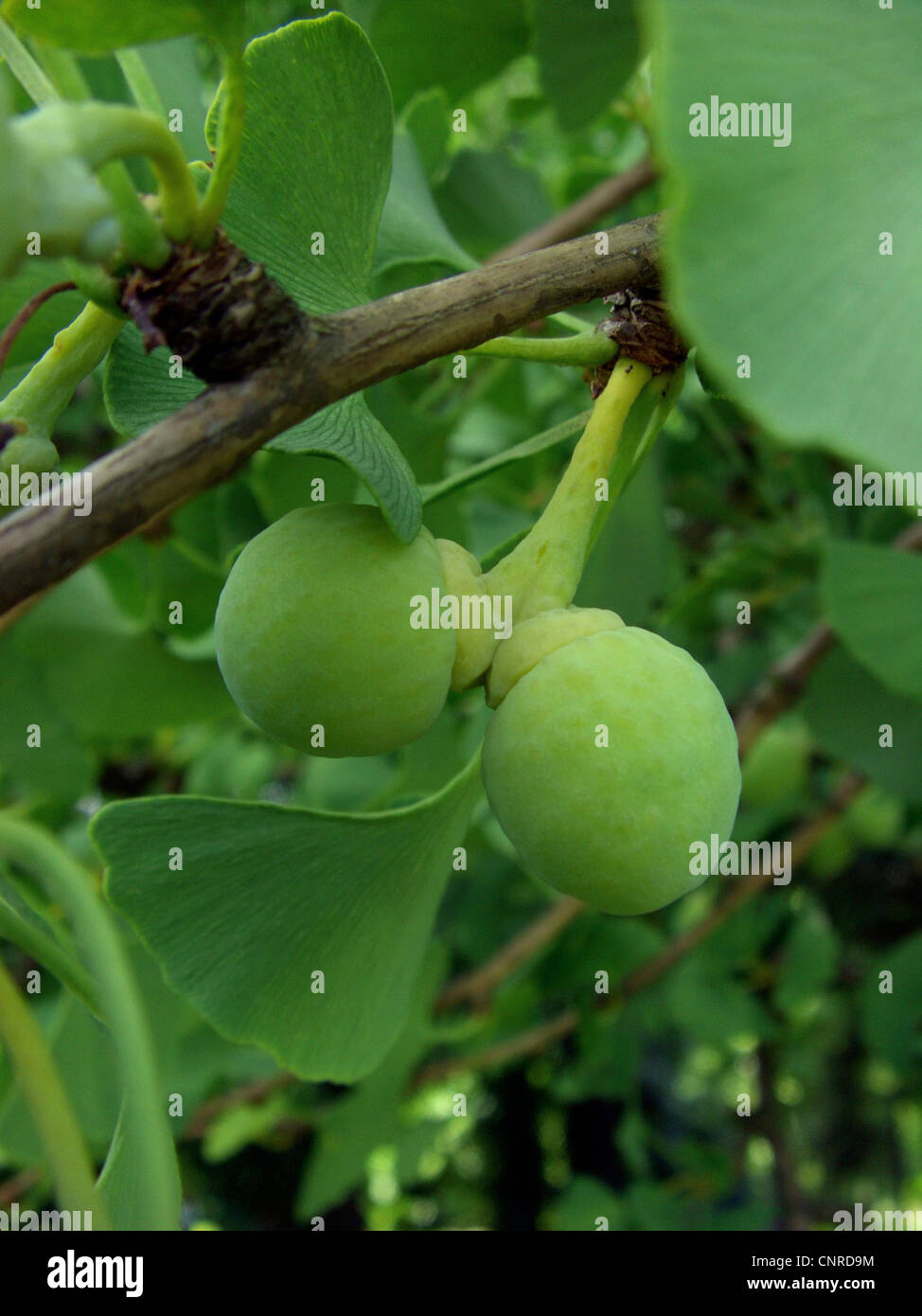 tausend-Baum, Ginkgo-Baum, Ginkgo Baum, Ginko-Baum (Ginkgo Biloba ...