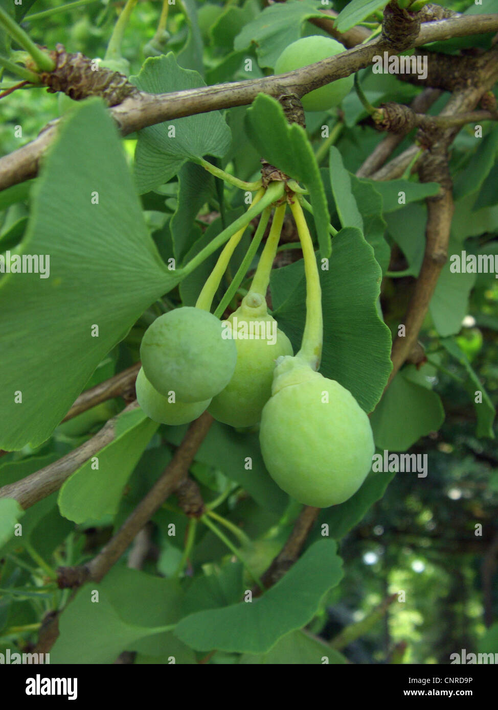 tausend-Baum, Ginkgo-Baum, Ginkgo Baum, Ginko-Baum (Ginkgo Biloba ...