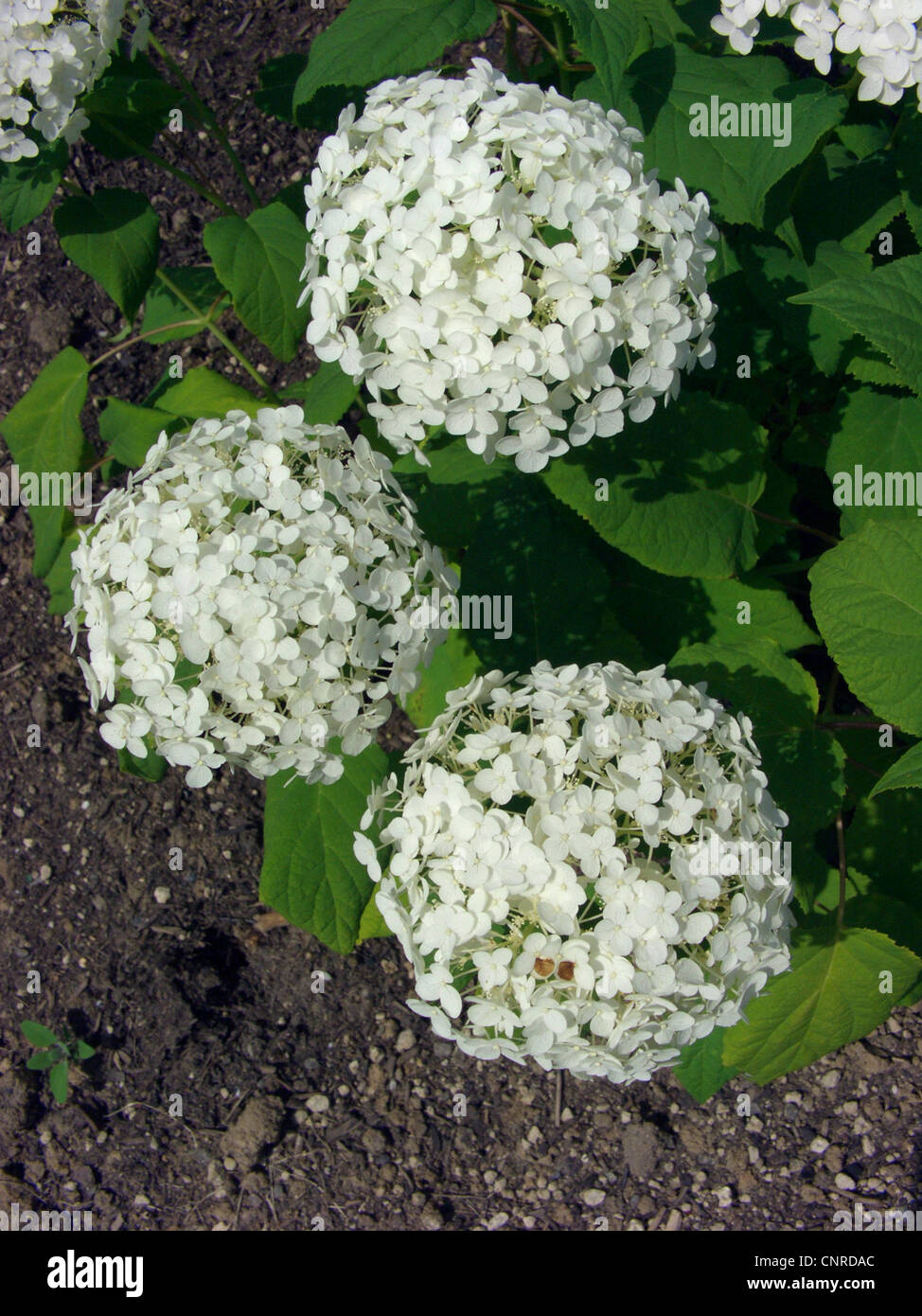 Hortensie arborescens anabelle -Fotos und -Bildmaterial in hoher ...