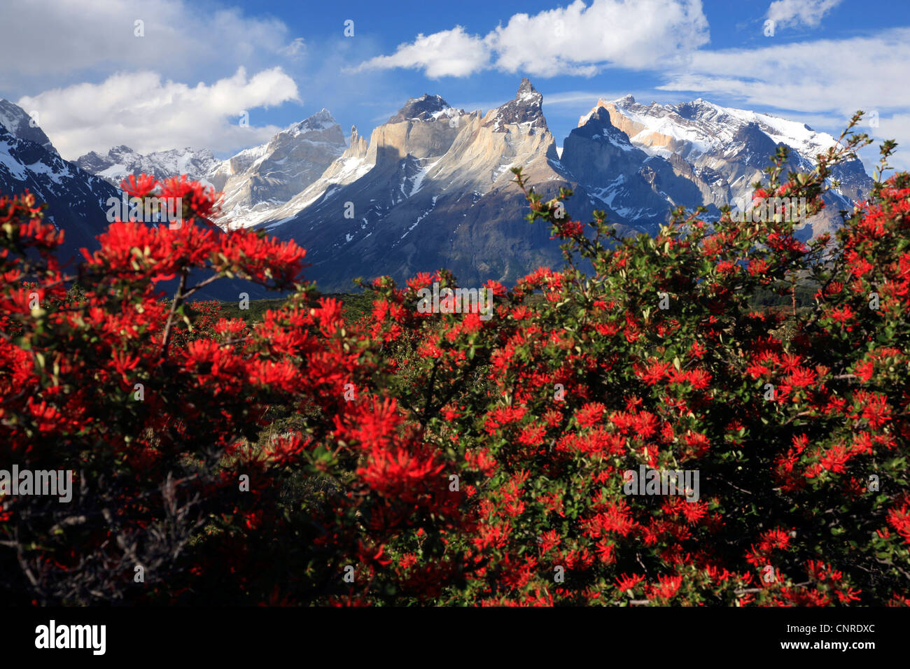 Chilenische Feuer Busch (Embothrium Coccineum), Torres del Paine ...
