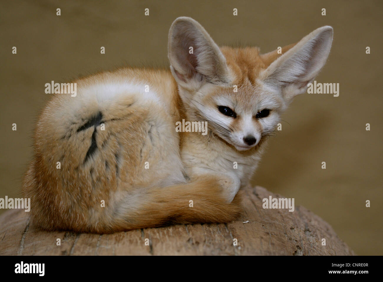 Fennec Fuchs (Fennecus Zerda, Vulpes Zerda), liegend auf einem ...