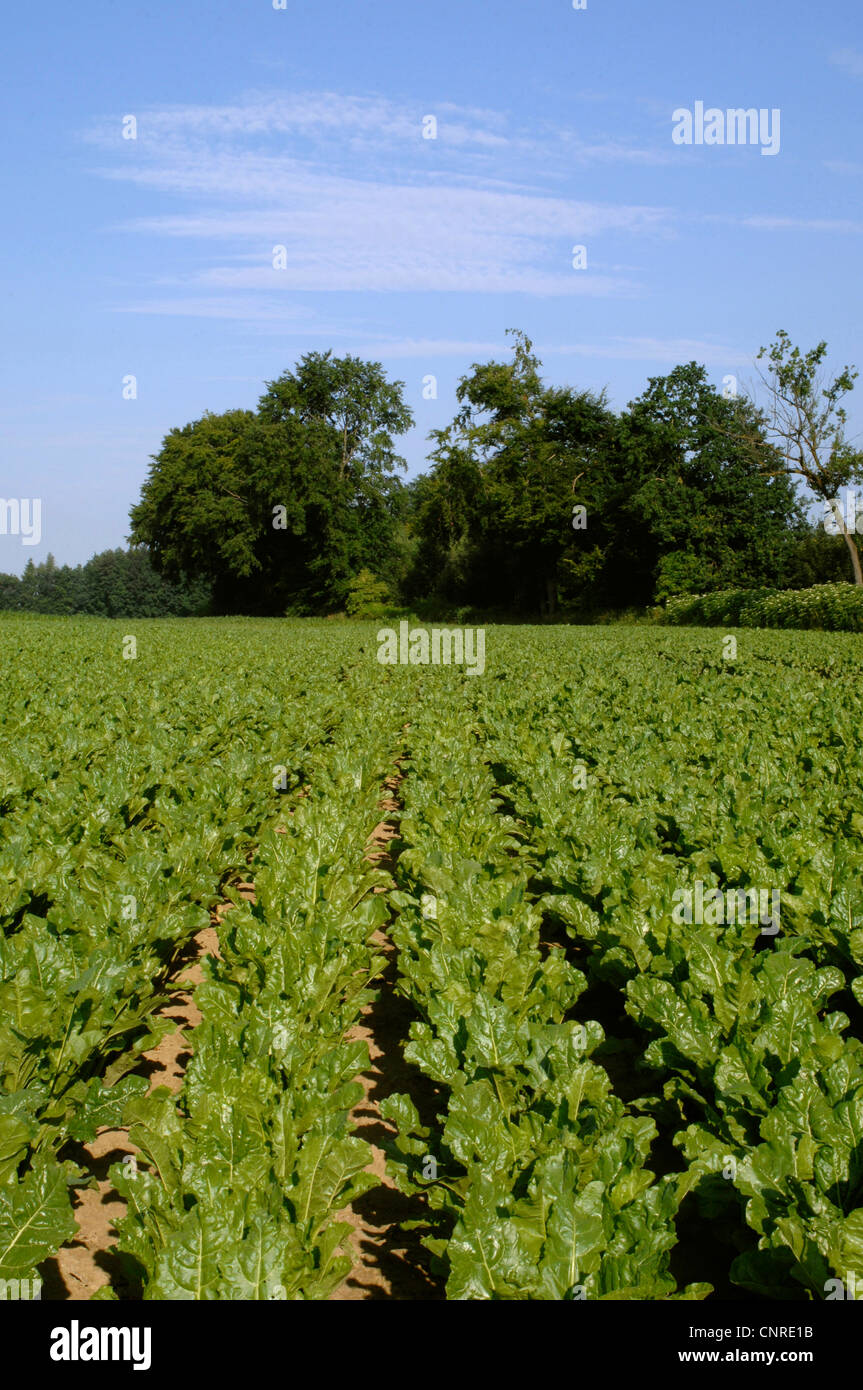 Beta vulgaris var vulgaris -Fotos und -Bildmaterial in hoher Auflösung ...