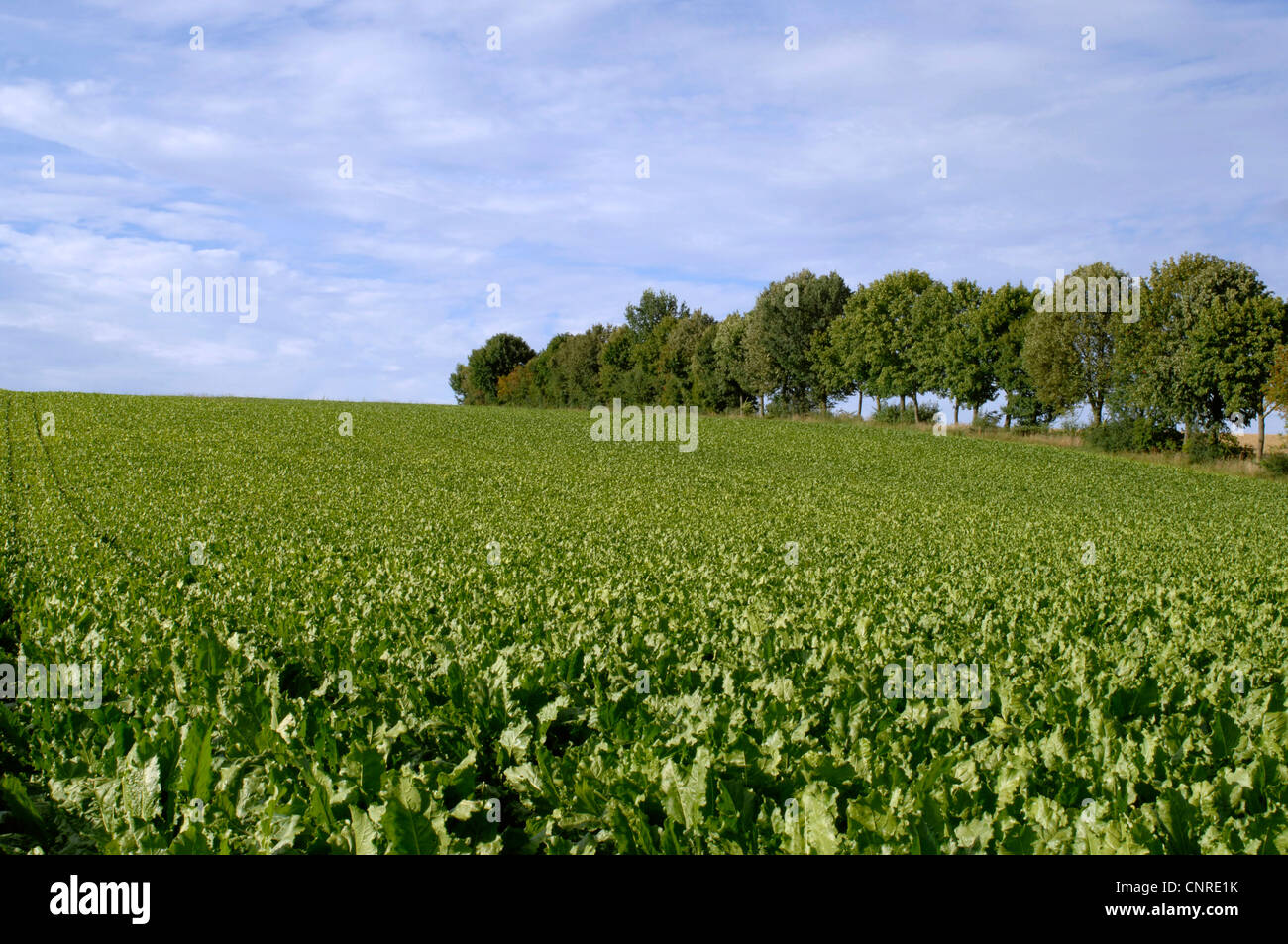 Zuckerrübe (Beta Vulgaris var. Altissima), Bereich der Zuckerrüben ...