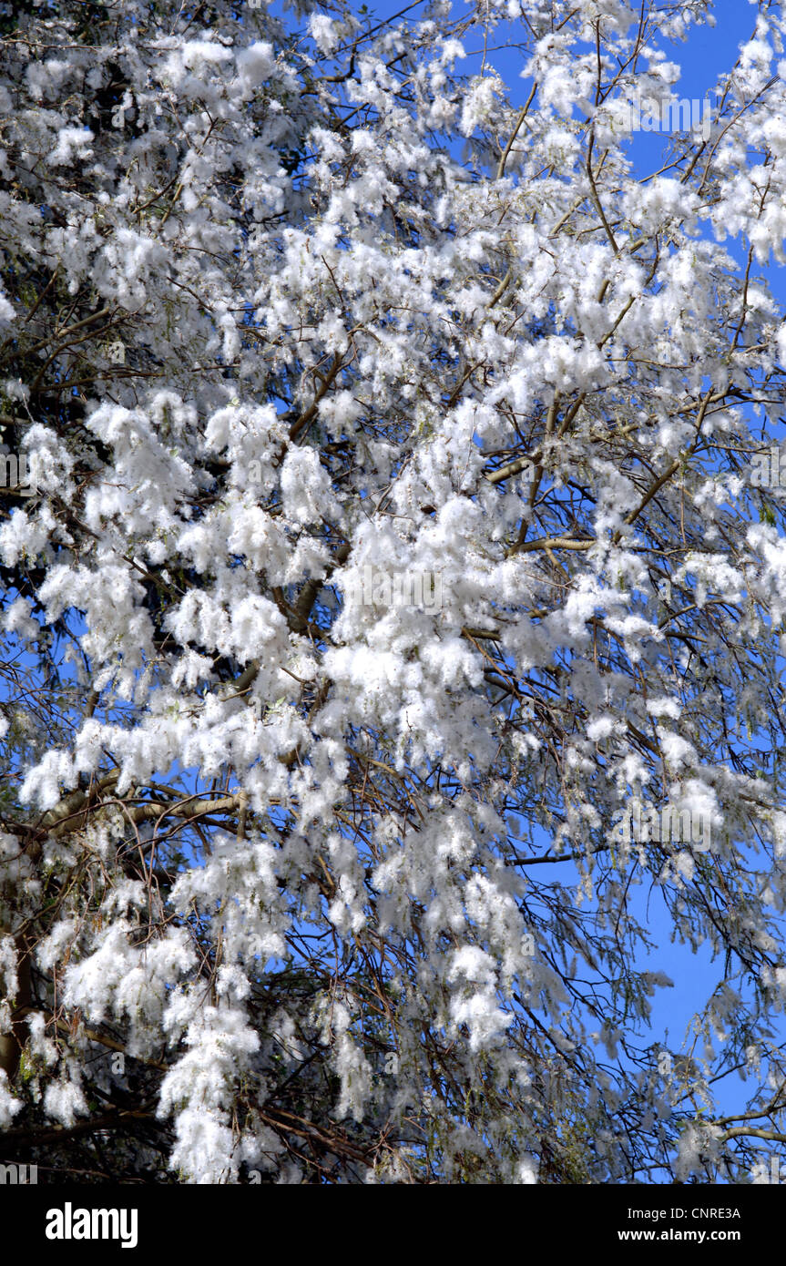 Silberpappel, Silber-leaved Pappel, Abele (Populus Alba), Fruchtbildung ...