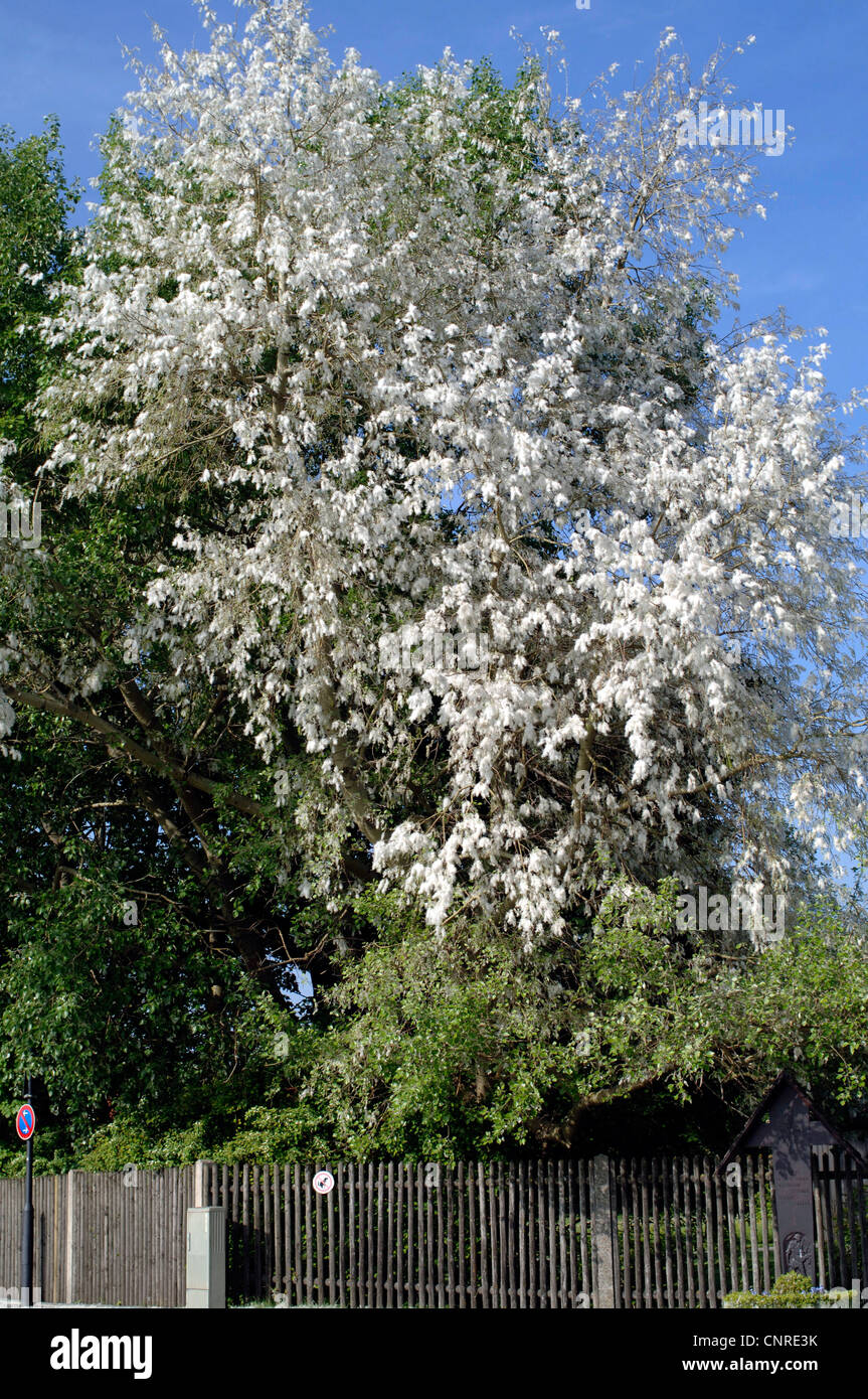 Silberpappel, Silber-leaved Pappel, Abele (Populus Alba), Baum ...