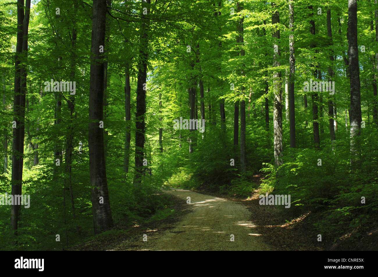 Rotbuche (Fagus Sylvatica), Pfad in einen Wald, Deutschland, Bayern ...