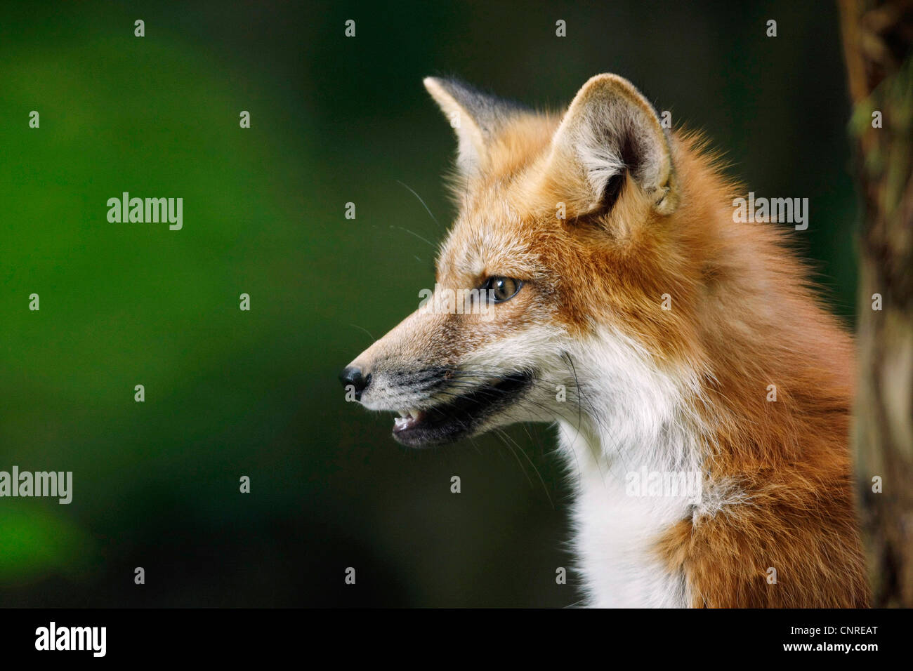 Red fox vulpes attention -Fotos und -Bildmaterial in hoher Auflösung ...