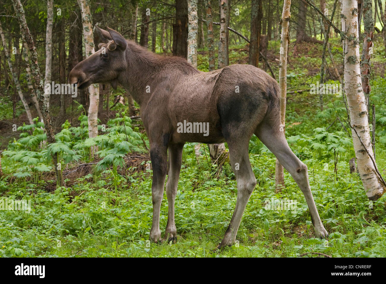 Elch, Europäischen Elch (Alces Alces Alces), junger Stier im Birkenwald ...