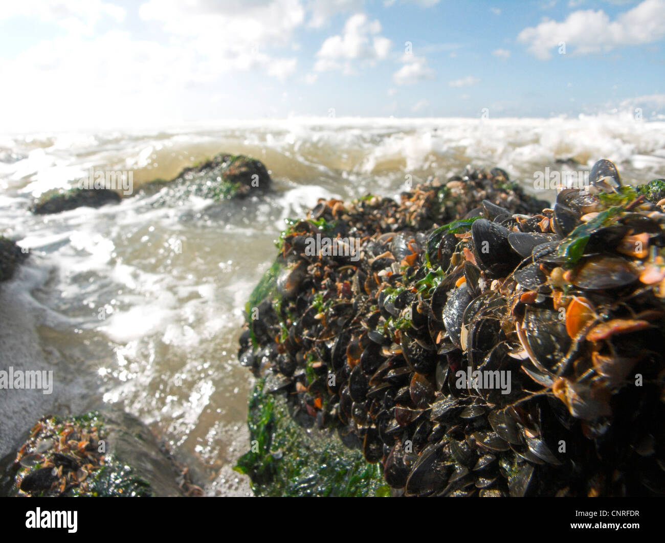 Muscheln (Mytiloidea), viele Muscheln am Strand, Niederlande, Nordsee ...