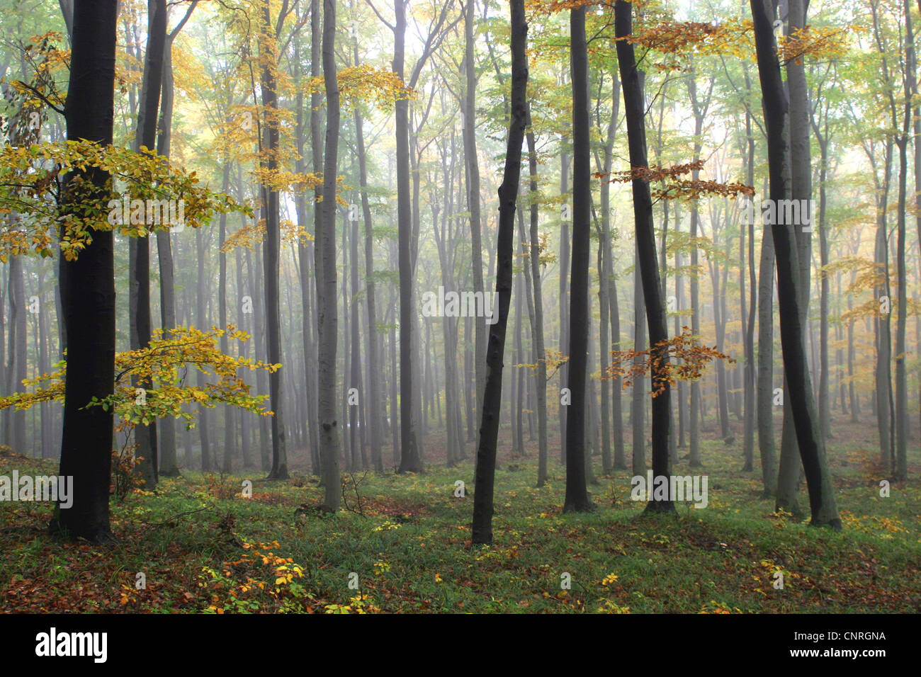 Rotbuche (Fagus Sylvatica), Herbst Holz, Deutschland Stockfotografie ...
