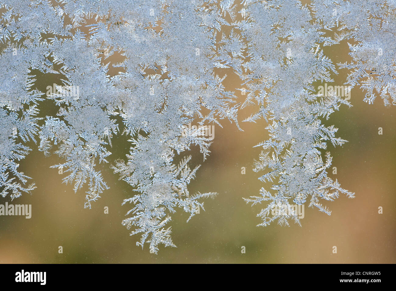 Frost blumen auf einem fenster -Fotos und -Bildmaterial in hoher ...