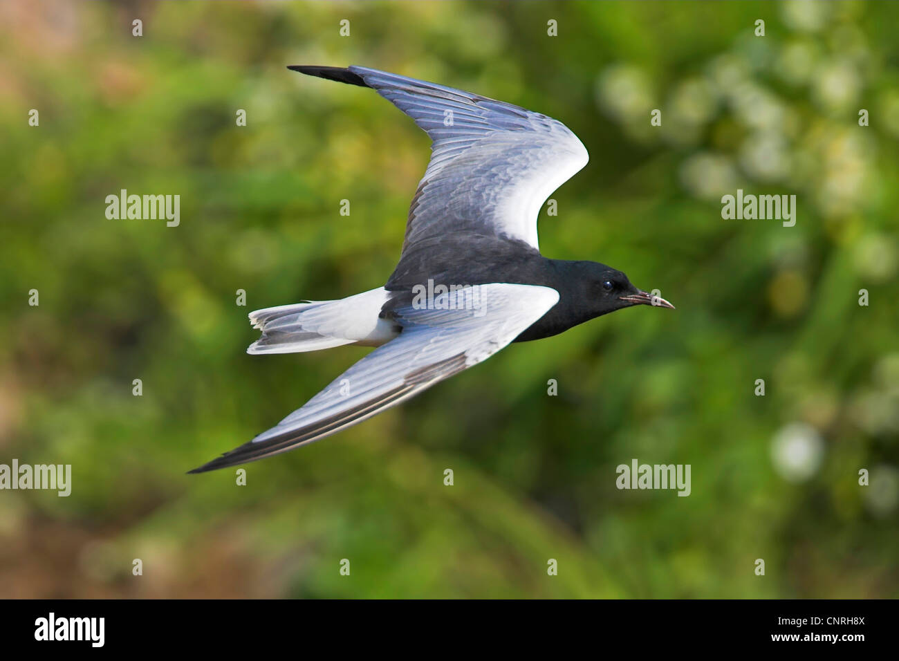weiß-winged schwarzen Seeschwalbe (Chlidonias Leucopterus), fliegen ...