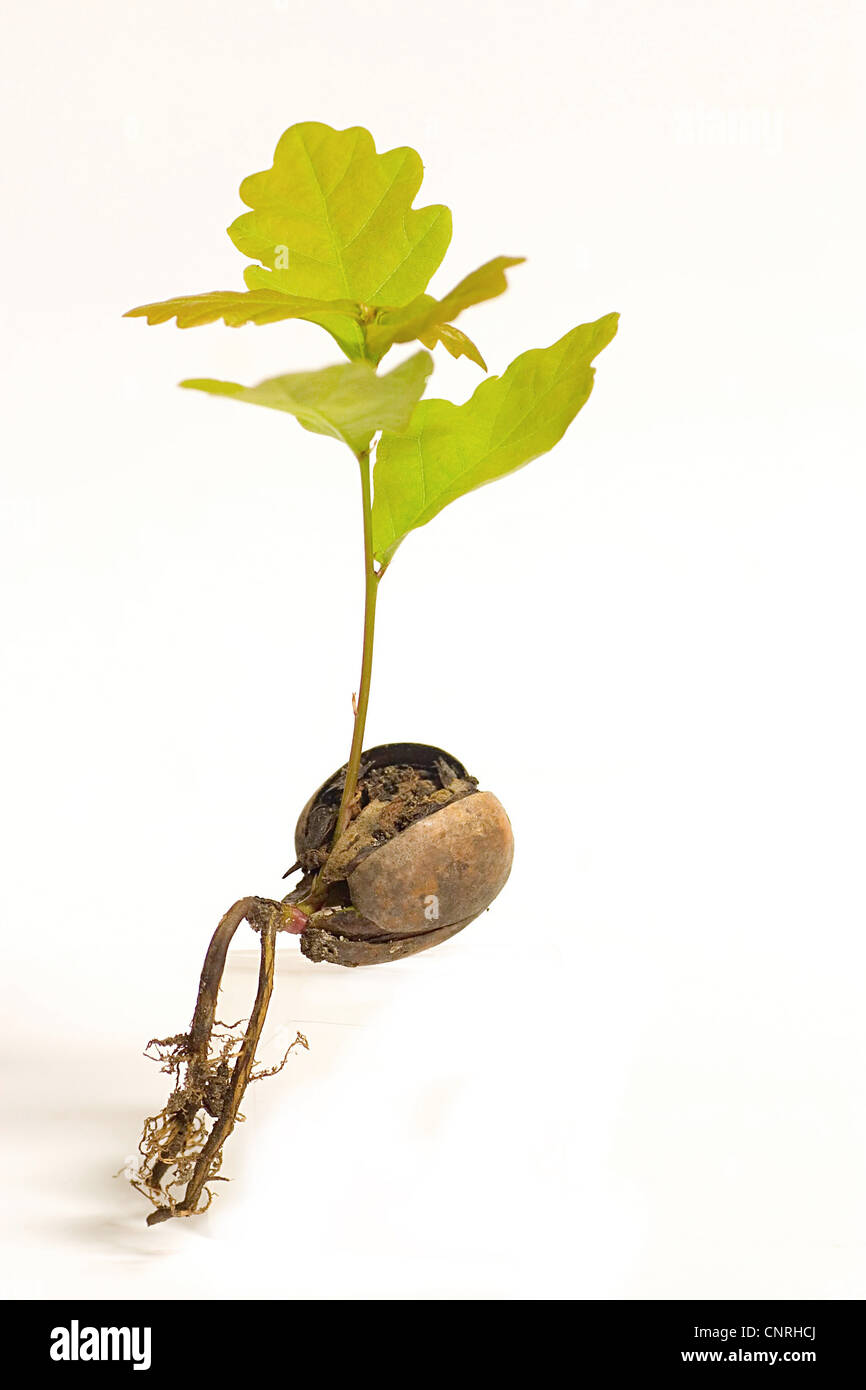 Stieleiche pedunculate Eiche Englisch Eiche (Quercus Robur), Eiche ...