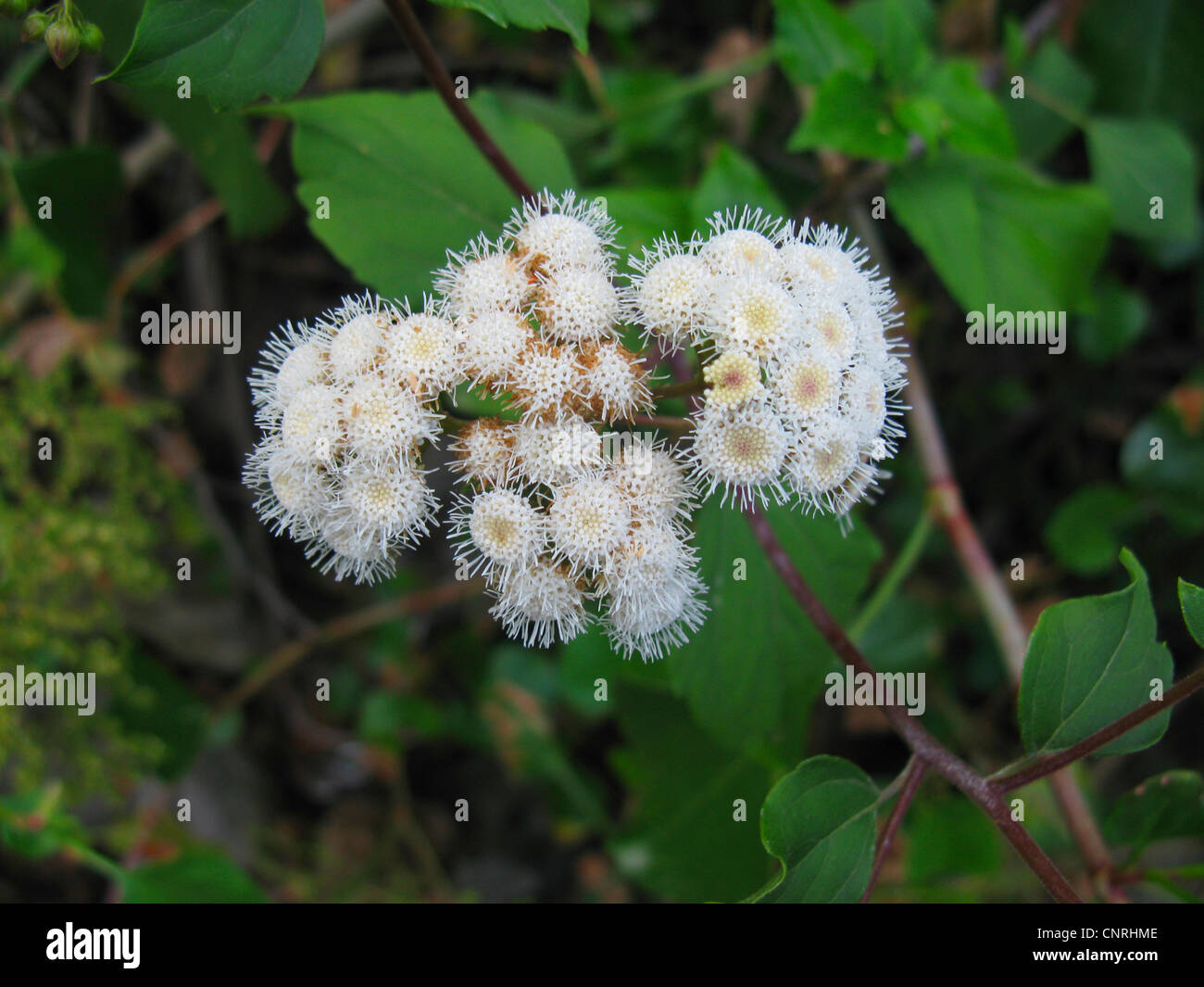 Hund-Fenchel, klebrige Snakeroot, Eupatory, Crofton Unkraut ...