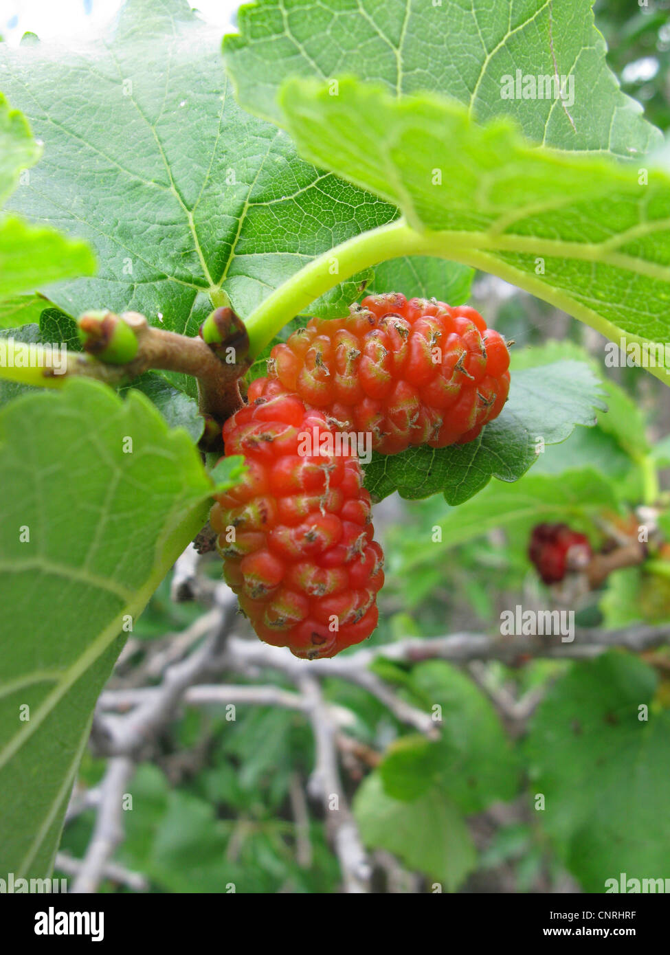 Schwarze Maulbeere, gemeinsame Maulbeere (Morus Nigra), unreife Früchte ...