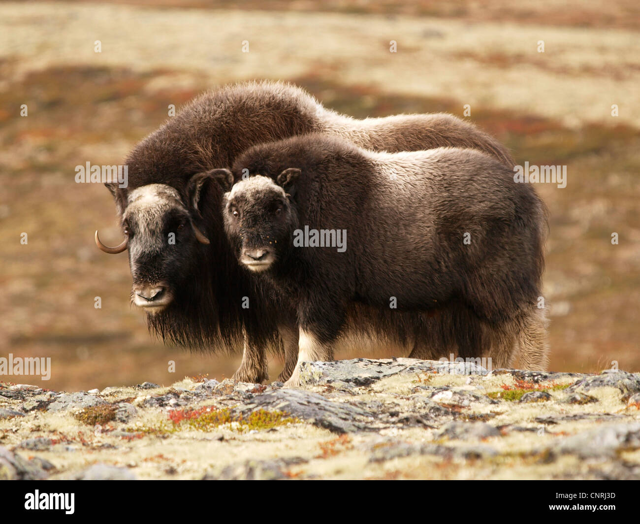 Moschusochsen (Ovibos Moschatus), Weibchen mit Kalb in Tundra, Norwegen ...