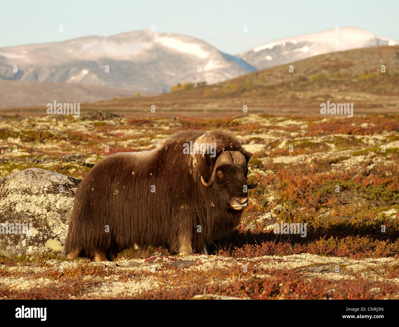 Moschusochsen (Ovibos Moschatus), Stier in Tundra, Norwegen Dovrefjell ...
