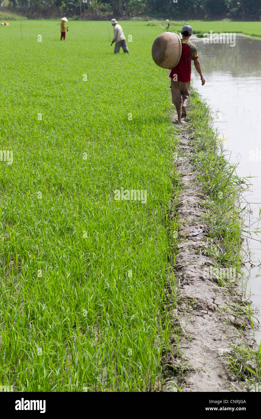 Paddy field workers vietnam -Fotos und -Bildmaterial in hoher Auflösung ...