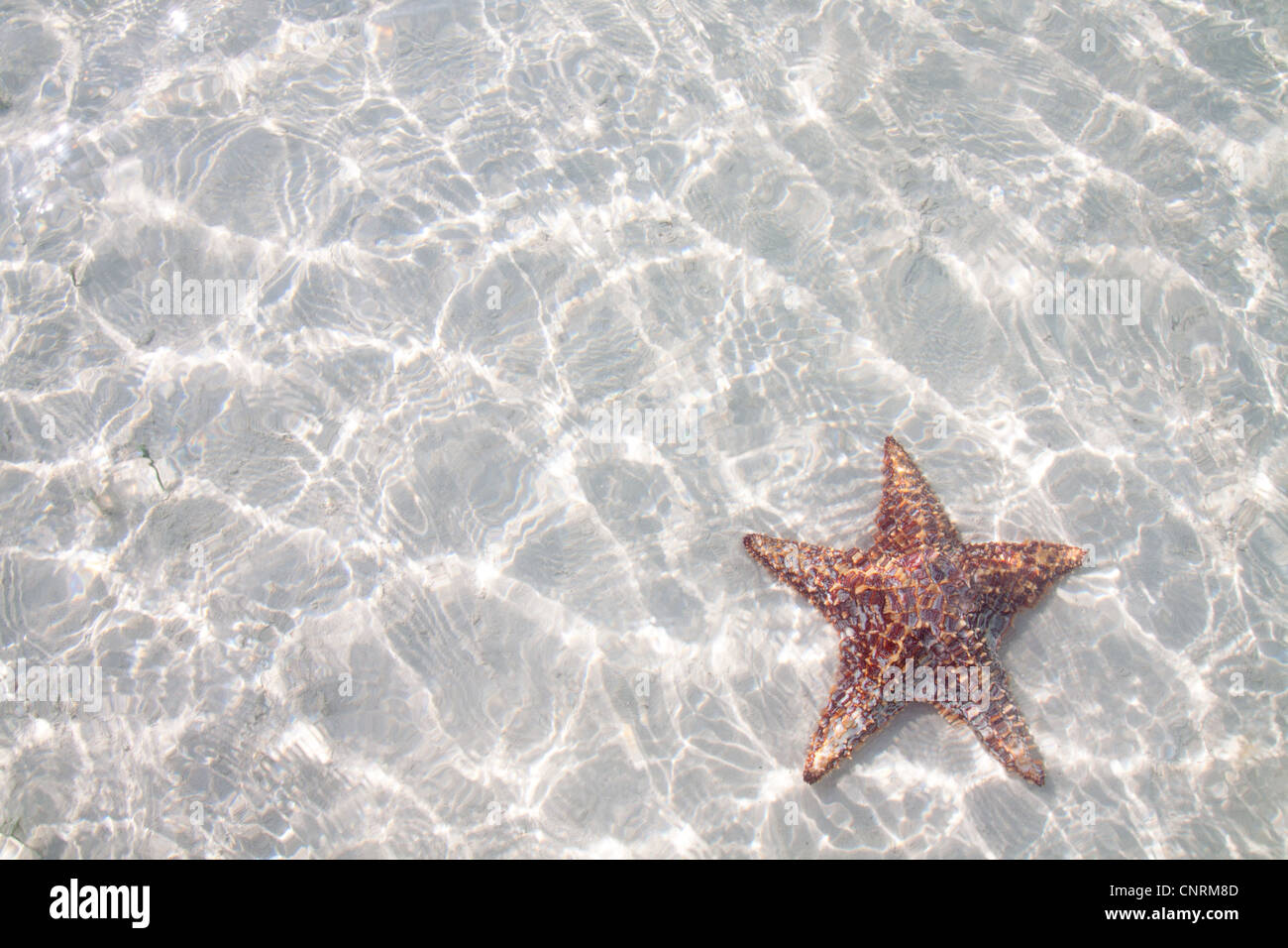 Farbige Seestern auf weißem Sand und kristallklarem Wasser ...