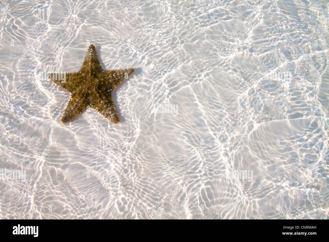Cuba beach holiday starfish -Fotos und -Bildmaterial in hoher Auflösung ...