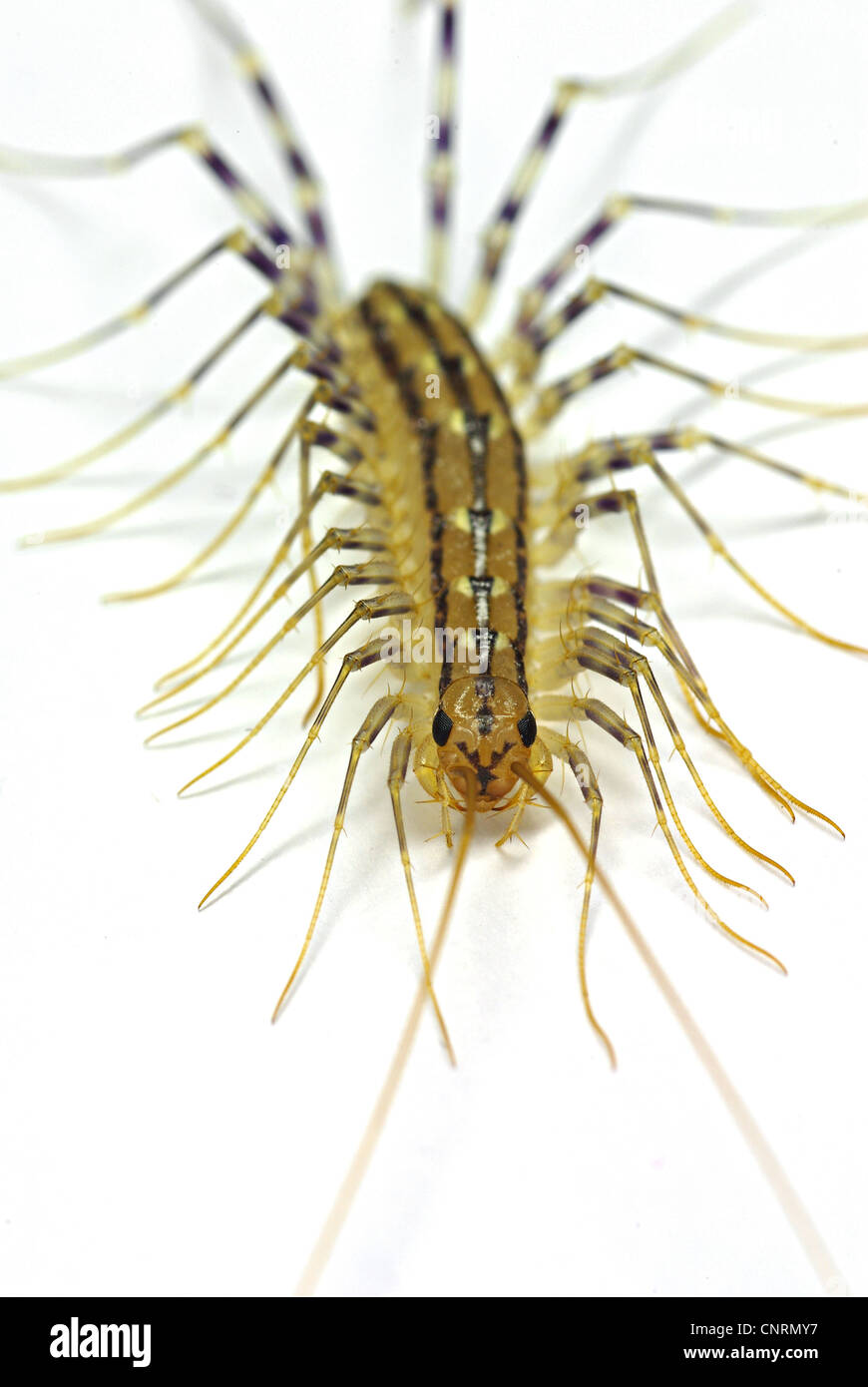 Haus tausendfüßler -Fotos und -Bildmaterial in hoher Auflösung – Alamy