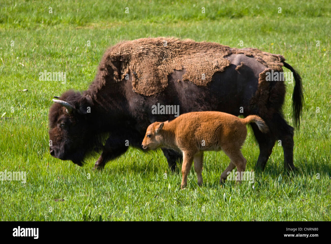 Gute brut -Fotos und -Bildmaterial in hoher Auflösung – Alamy