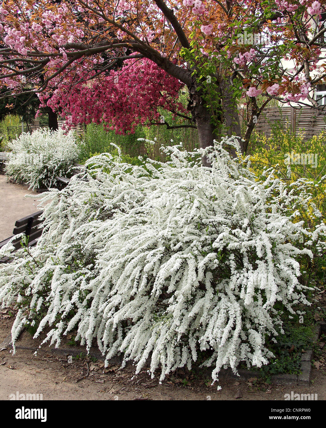 Spiraea cinerea spiraea cinerea grefsheim -Fotos und -Bildmaterial in ...