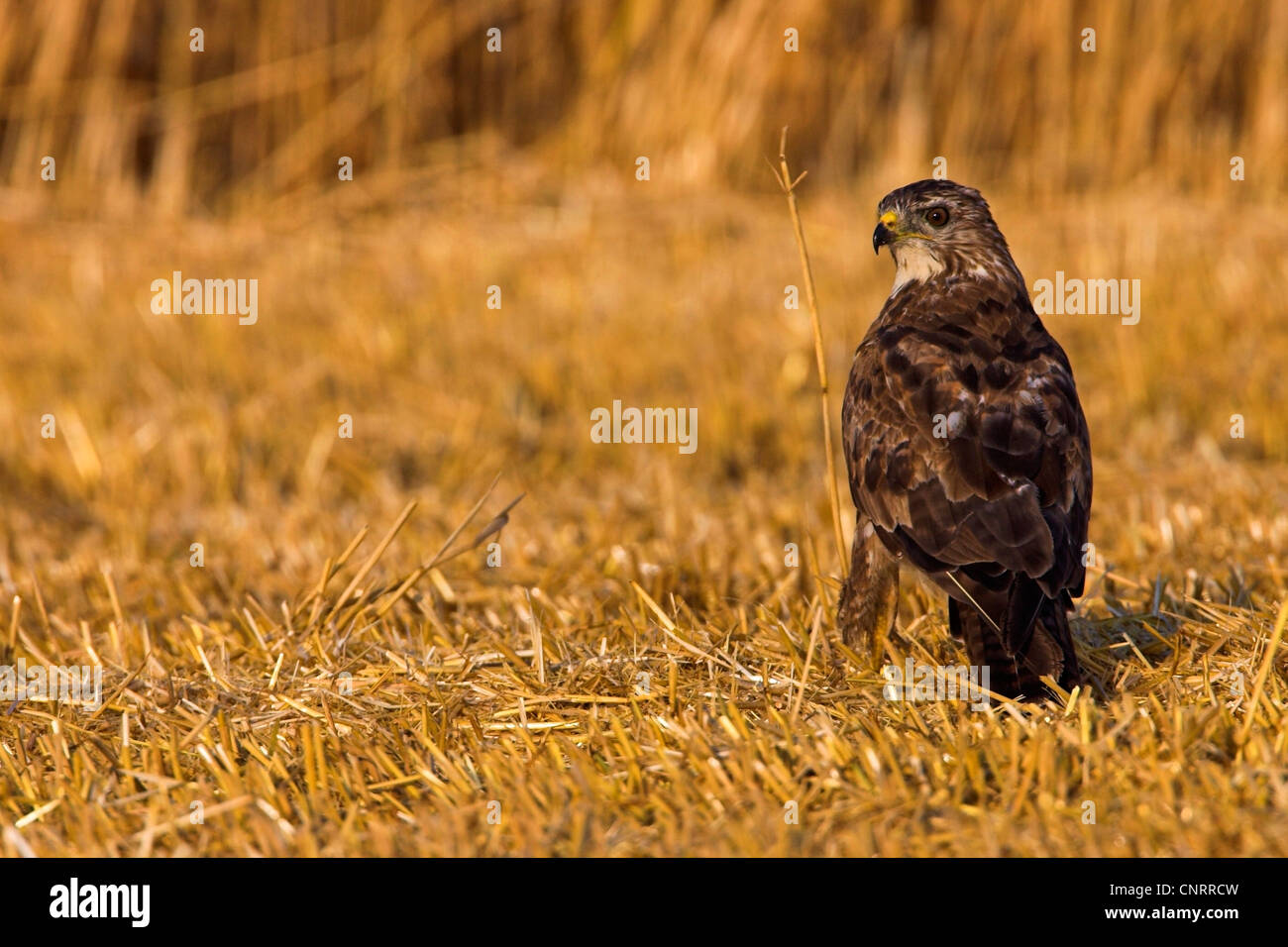 Bussarde an land -Fotos und -Bildmaterial in hoher Auflösung – Alamy