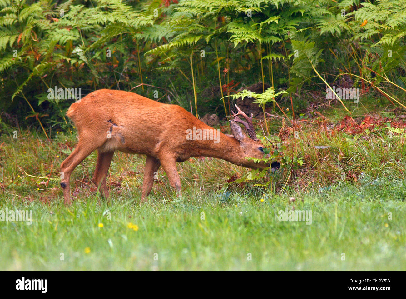 Bock auf das futter -Fotos und -Bildmaterial in hoher Auflösung – Alamy