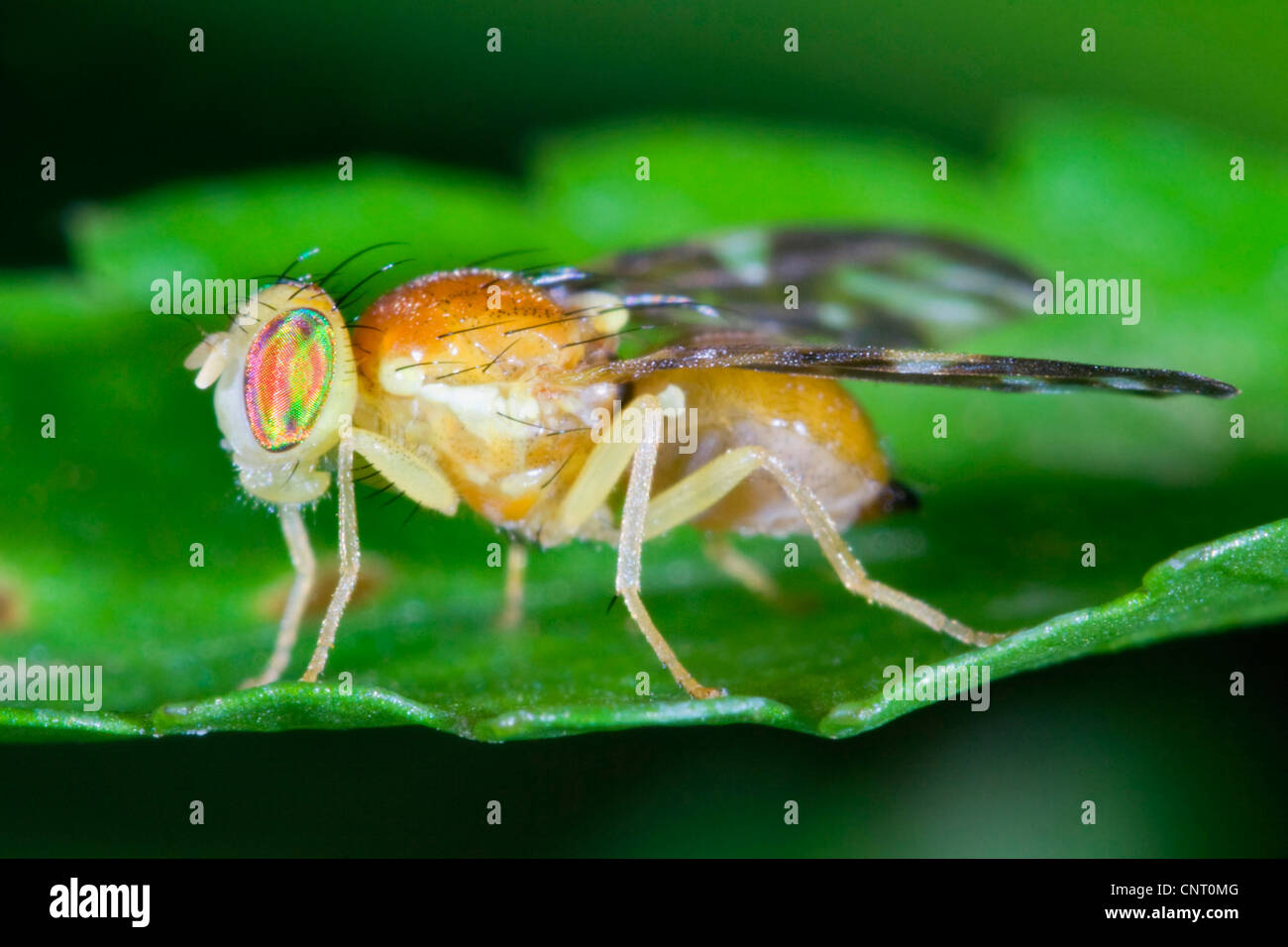 Fruchtfliegen tephritidae -Fotos und -Bildmaterial in hoher Auflösung ...