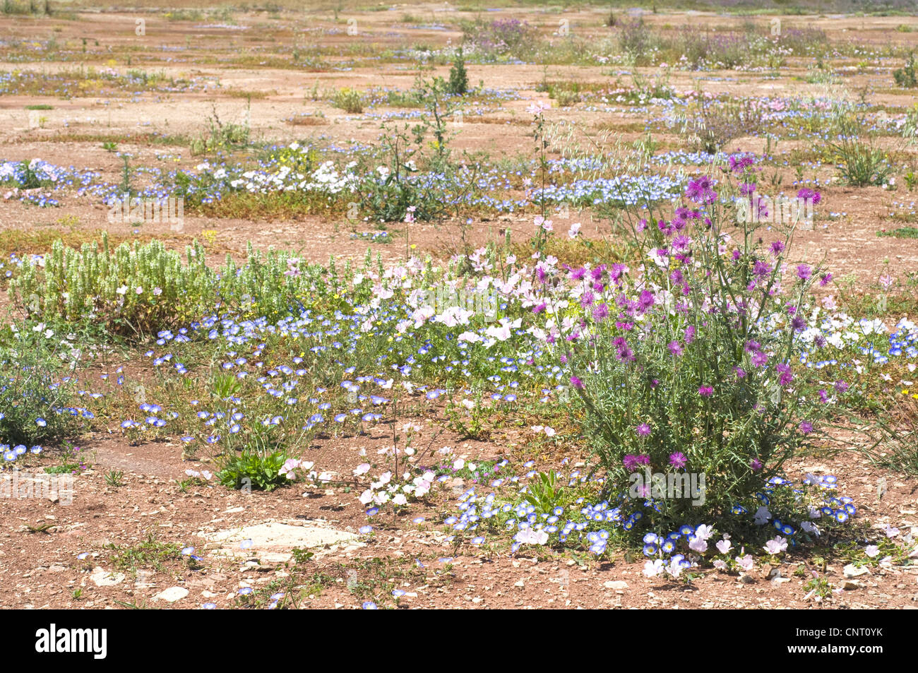 Wilde blumen von andalusien spanien -Fotos und -Bildmaterial in hoher ...
