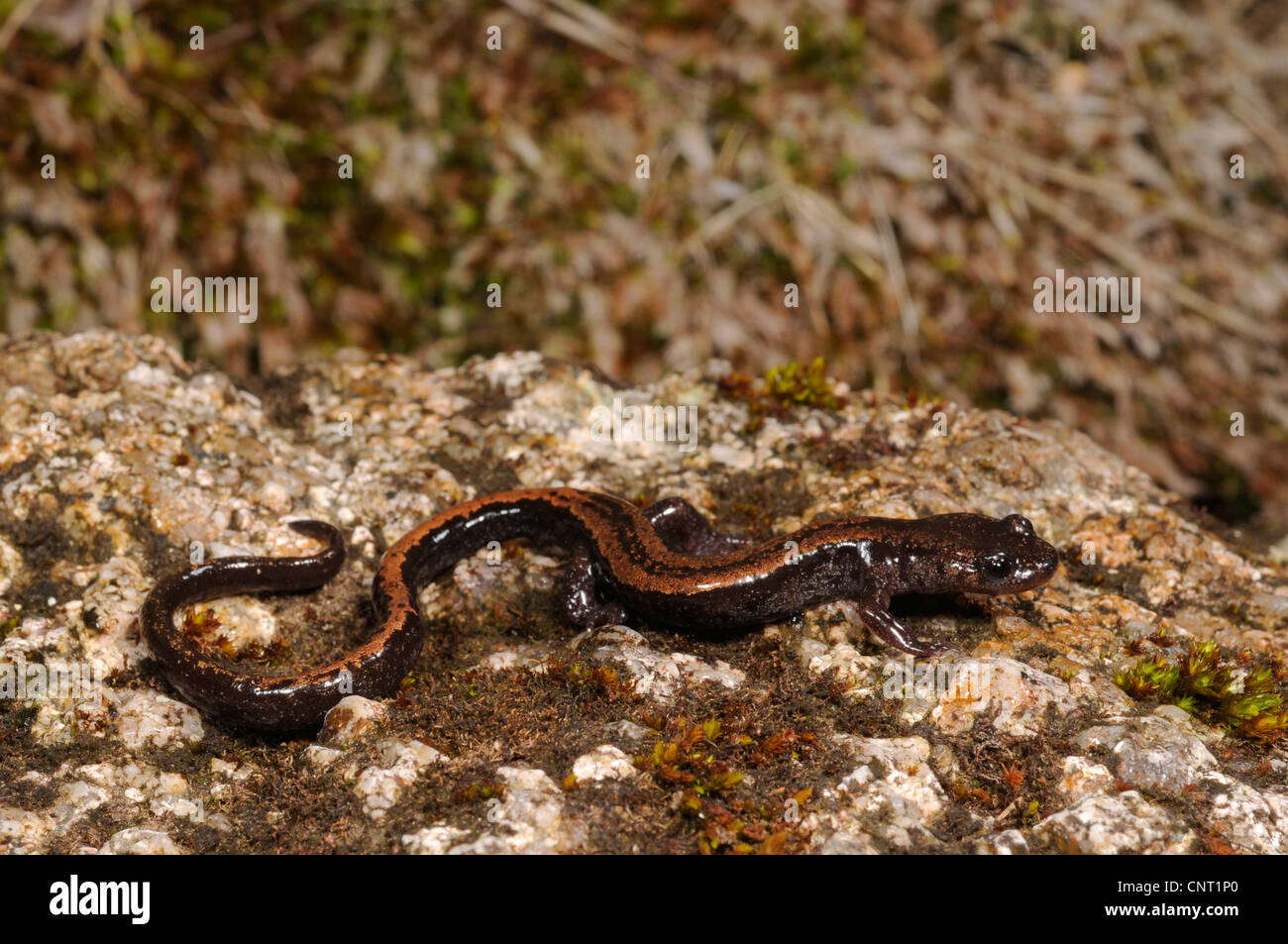Golden salamander -Fotos und -Bildmaterial in hoher Auflösung – Alamy