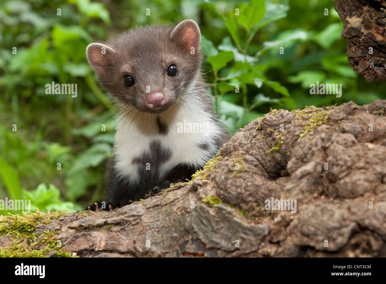 Steinmarder, Steinmarder (Martes Foina), am Baumstamm Stockfotografie ...