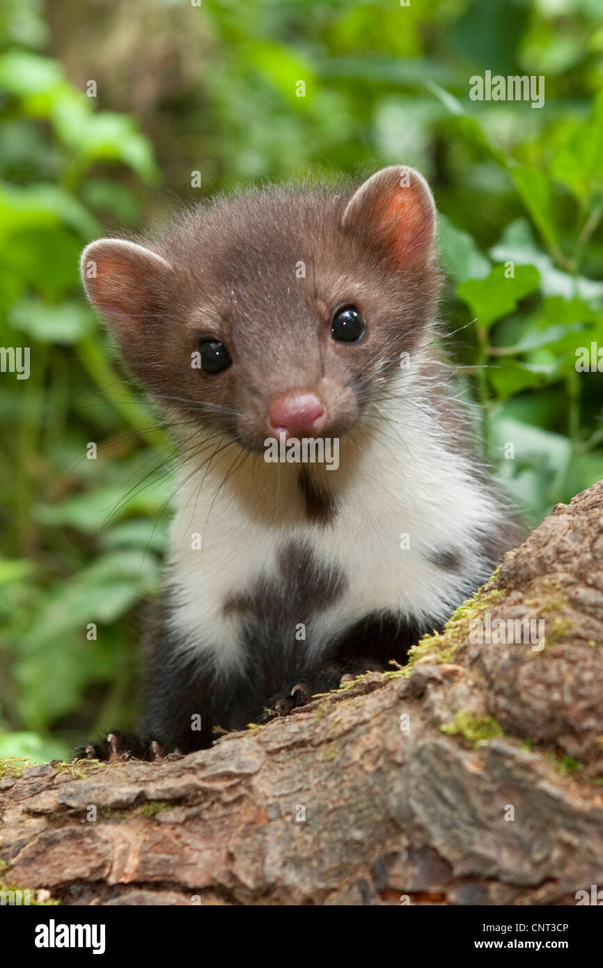 Auf beute steinmarder -Fotos und -Bildmaterial in hoher Auflösung – Alamy