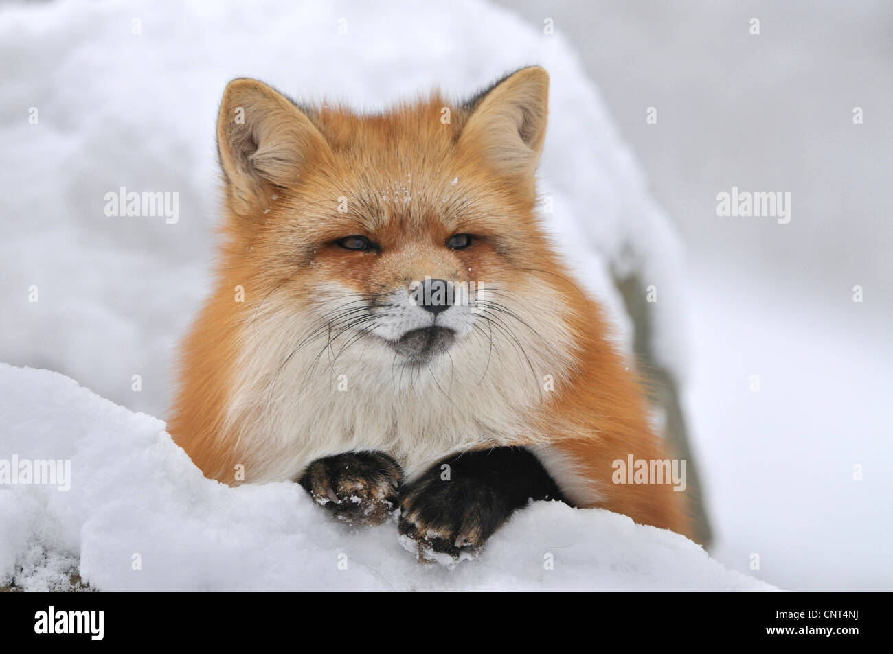 Im schnee r kaufung -Fotos und -Bildmaterial in hoher Auflösung – Alamy