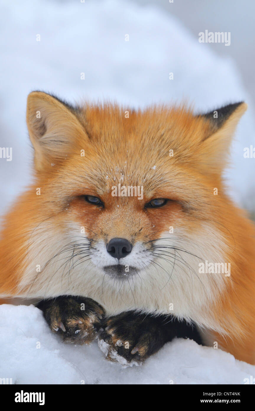 Im schnee r kaufung -Fotos und -Bildmaterial in hoher Auflösung – Alamy