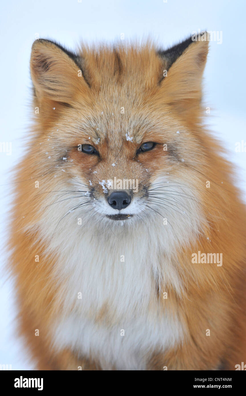 Fox snow face -Fotos und -Bildmaterial in hoher Auflösung – Alamy