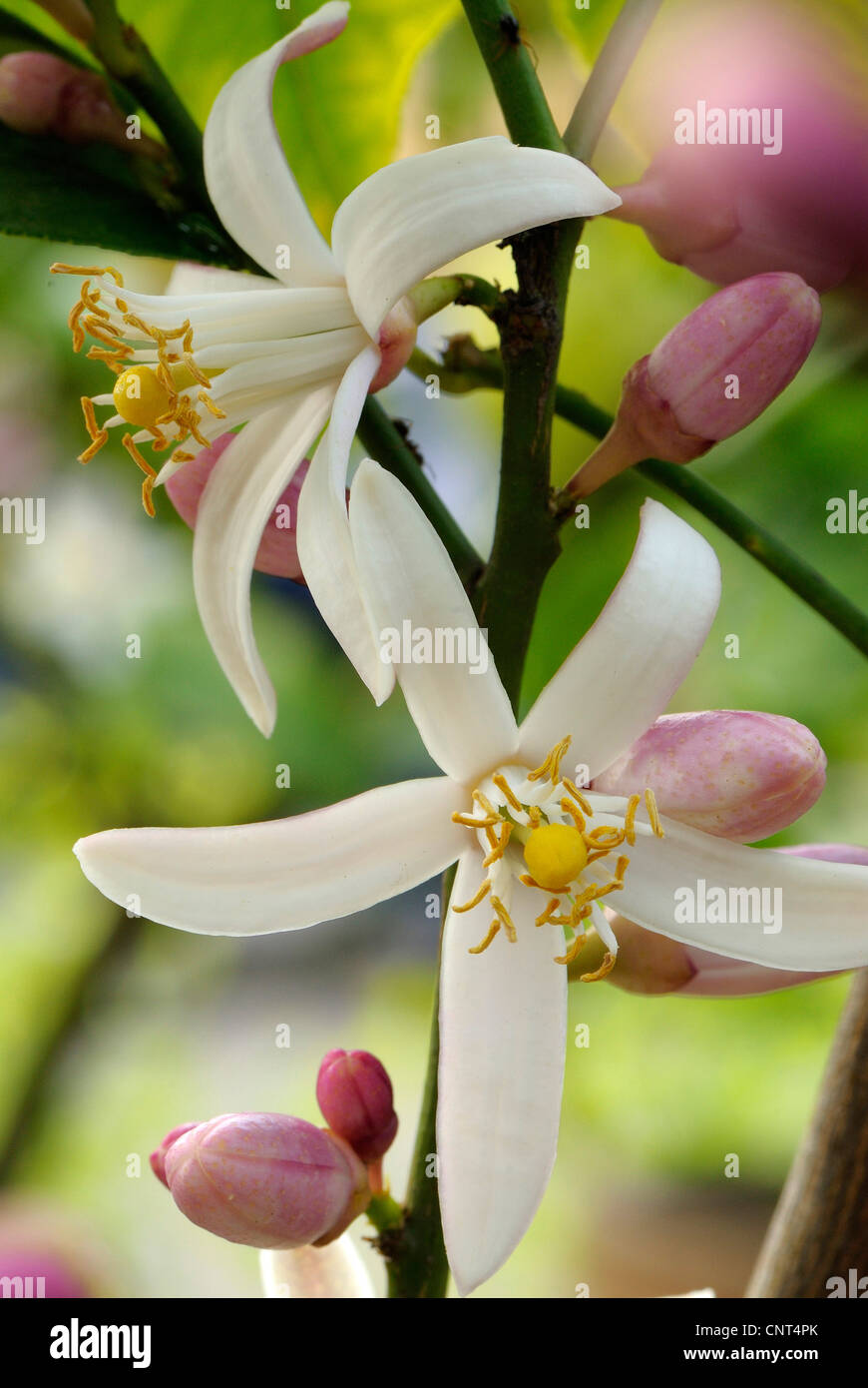 Zitrone zitrus limon baum -Fotos und -Bildmaterial in hoher Auflösung ...