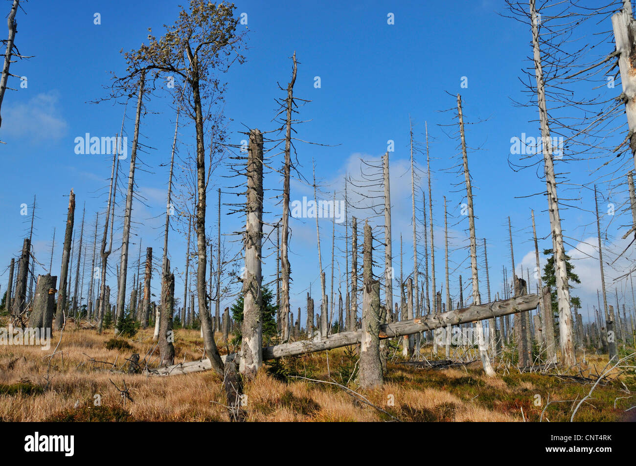 Gemeine Fichte (Picea Abies), starb Fichtenwald auf den Gipfeln des ...