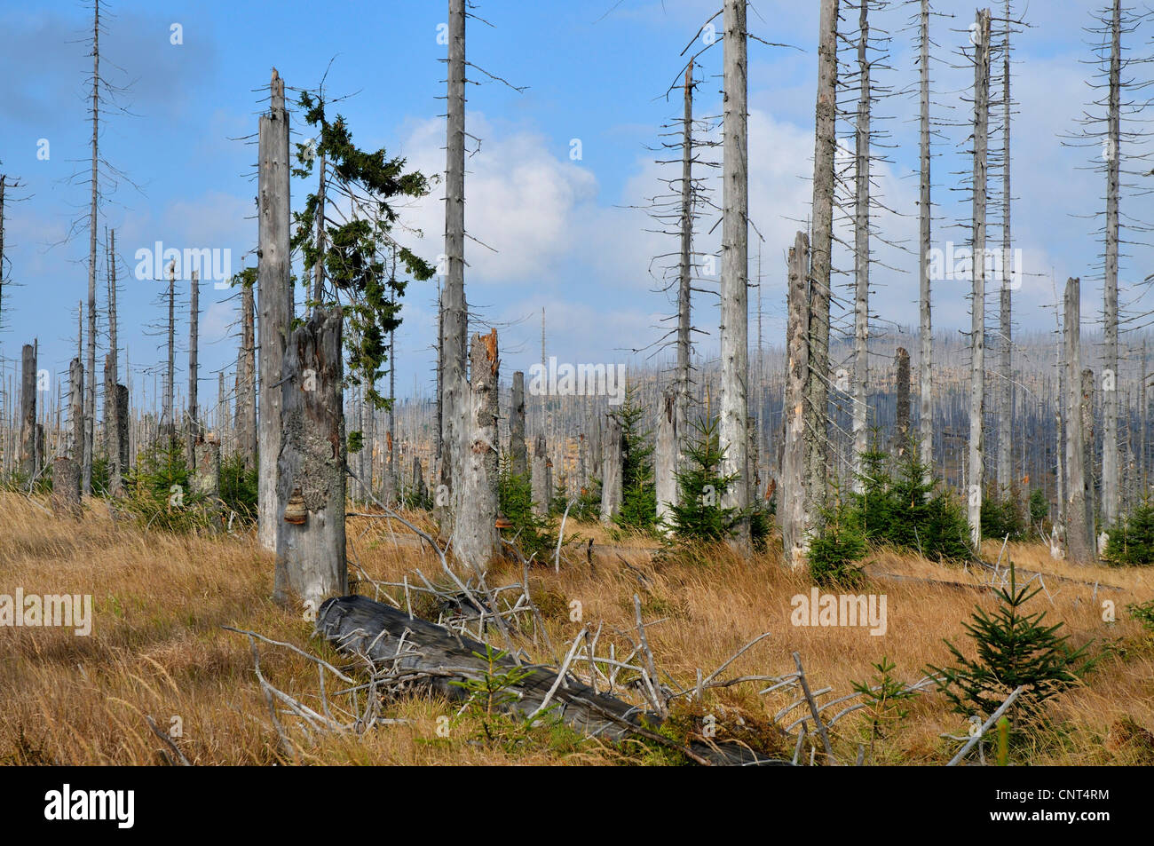 Gemeine Fichte (Picea Abies), starb Fichtenwald auf den Gipfeln des ...