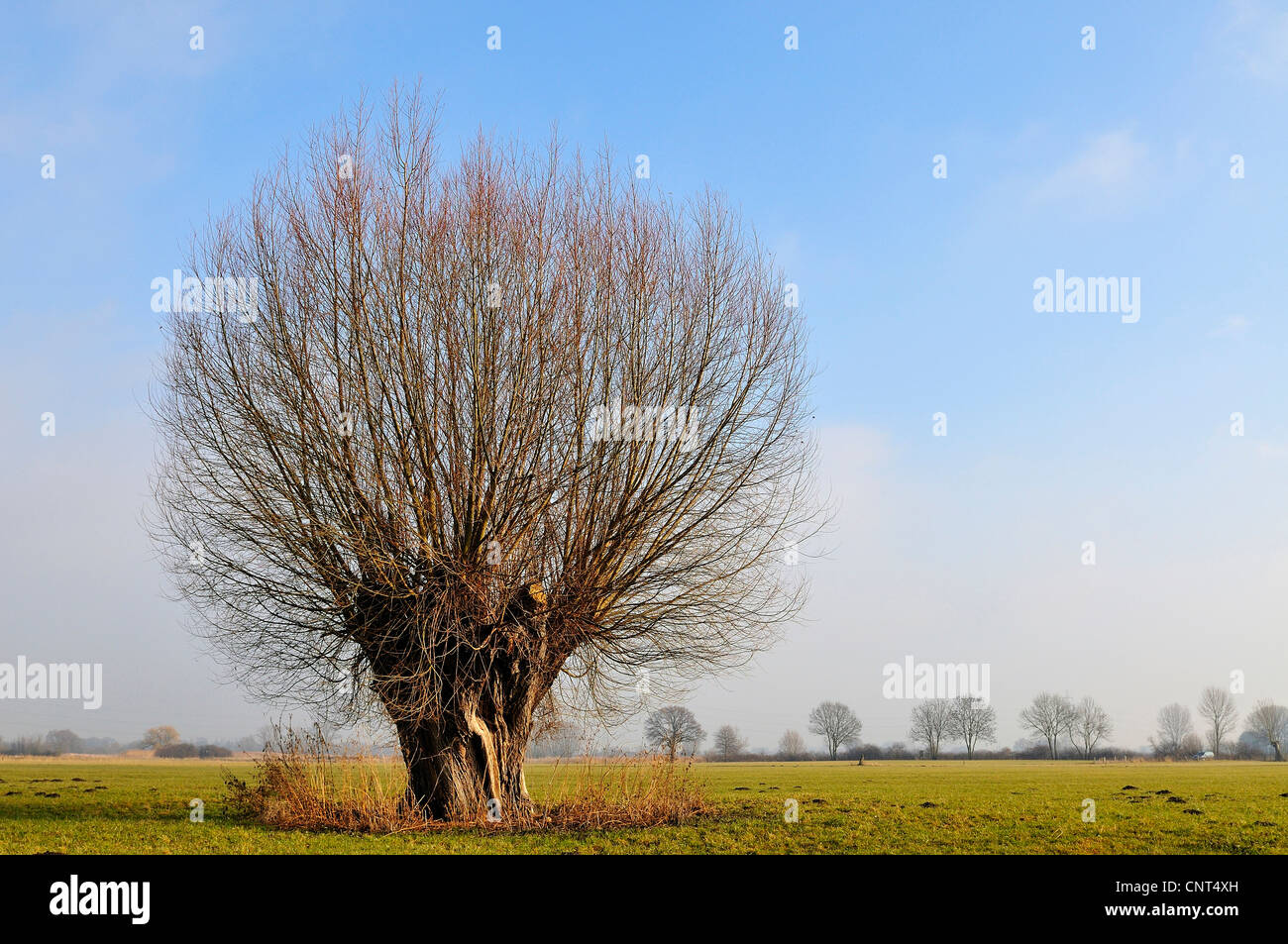Weide, Korbweide (Salix spec.), alte beschnitten Weide in eine ...