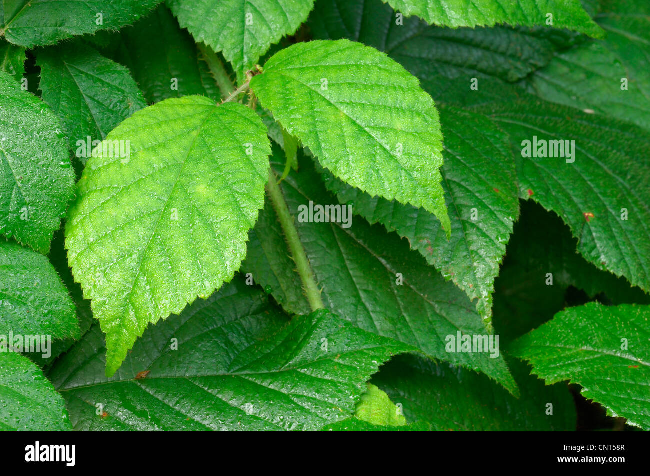 Strauch brombeer rubus fruticosus -Fotos und -Bildmaterial in hoher ...