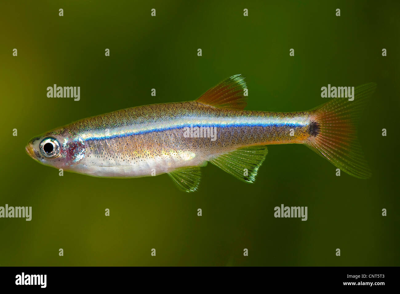 Tanichthys albonubes -Fotos und -Bildmaterial in hoher Auflösung – Alamy