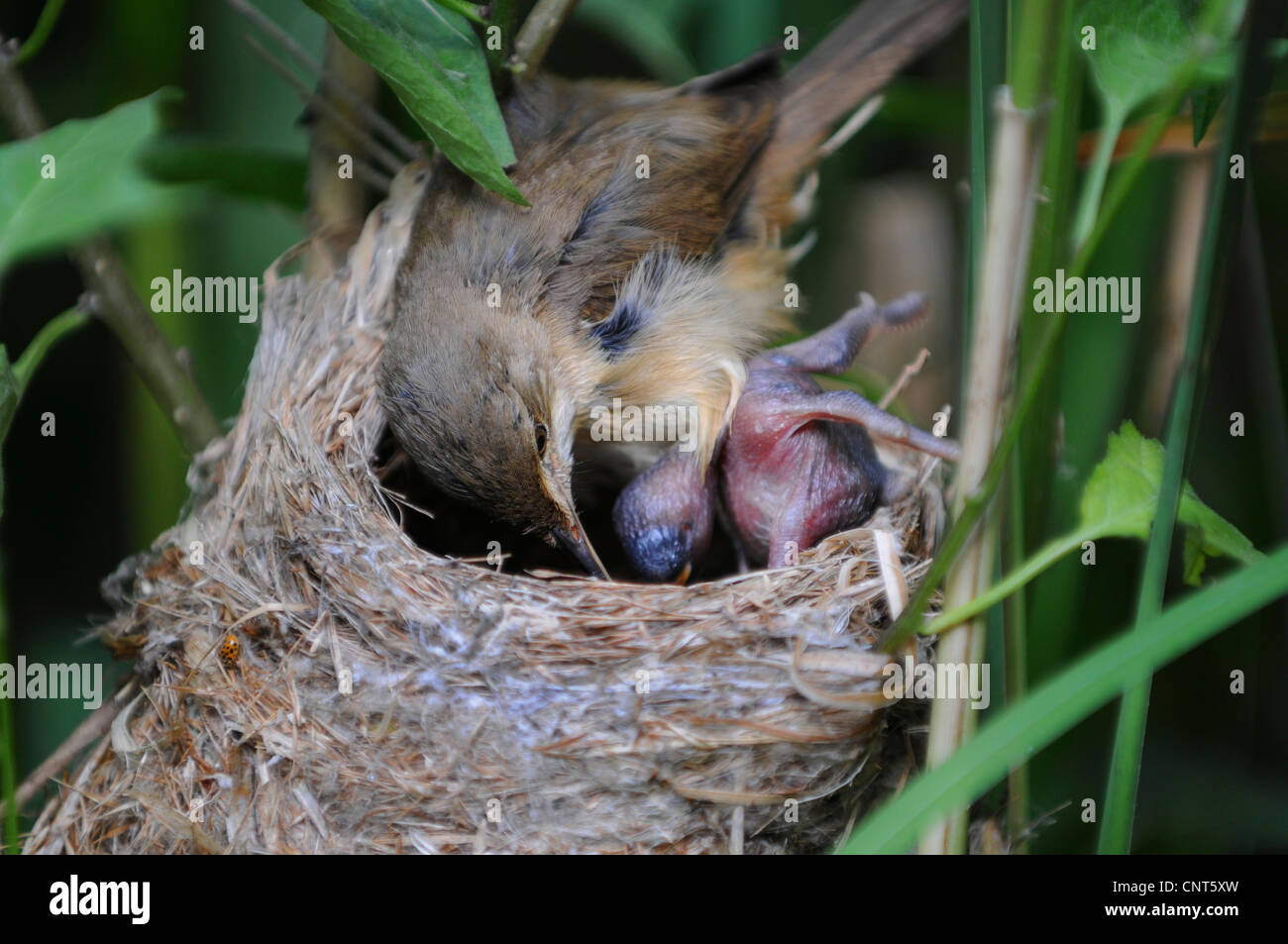 Cuckoo ejecting egg -Fotos und -Bildmaterial in hoher Auflösung – Alamy