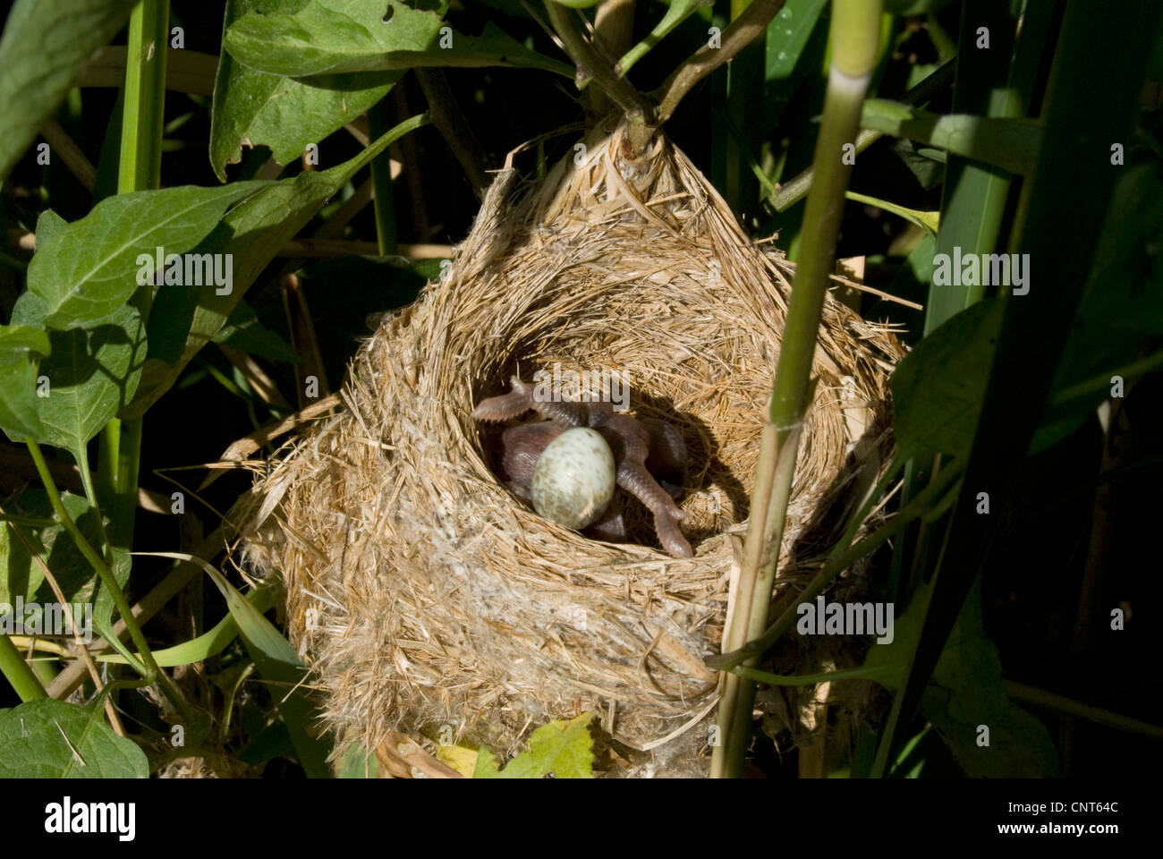 Cuckoo eggs european -Fotos und -Bildmaterial in hoher Auflösung – Alamy