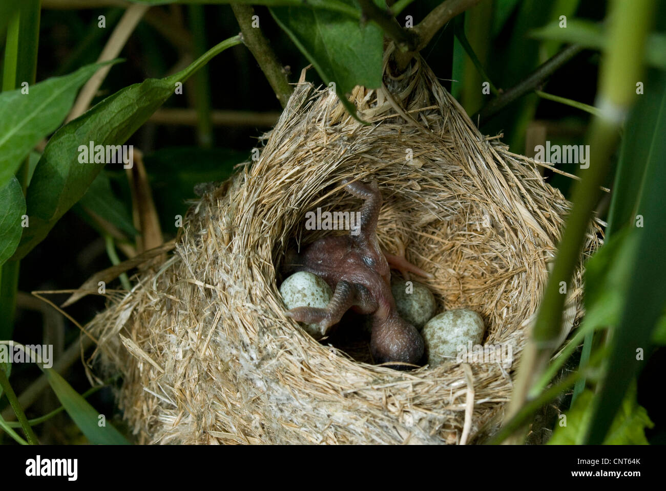 Cuckoo eggs european -Fotos und -Bildmaterial in hoher Auflösung – Alamy