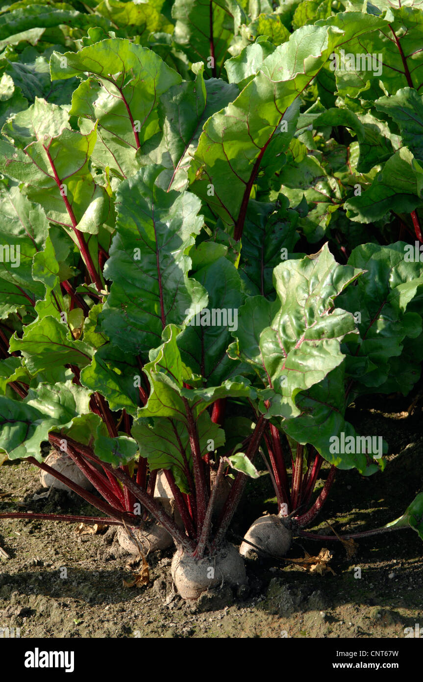 Wurzelrübe beta vulgaris -Fotos und -Bildmaterial in hoher Auflösung ...